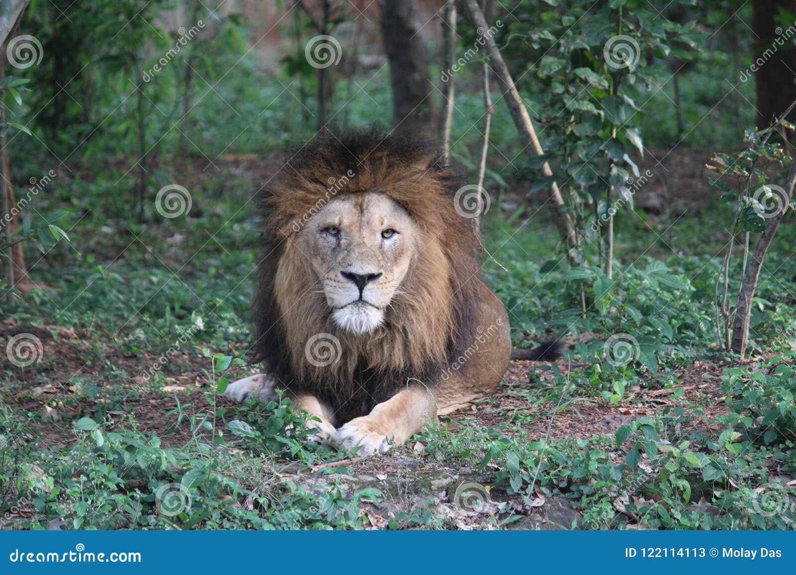 Ferocious Asiatic Lion stock image. Image of asiatic - 122114113