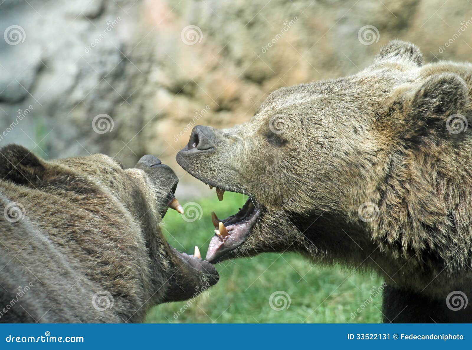 Ferocious Bears Struggle with Mighty Bites and Blows the Mouth O Stock ...