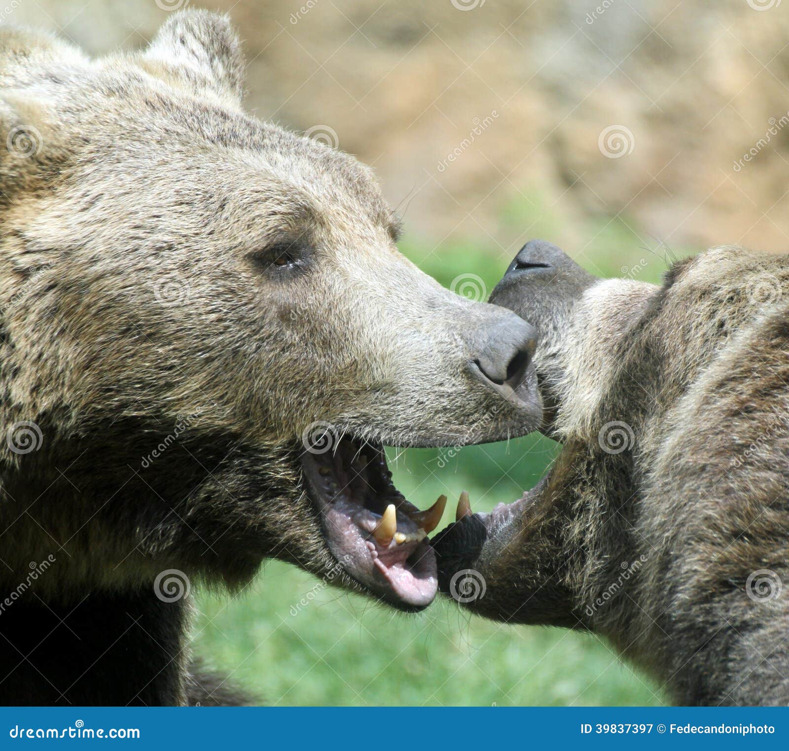 Ferocious Bears Struggle with Powerful Shots Stock Image - Image of aggression, dental: 39837397