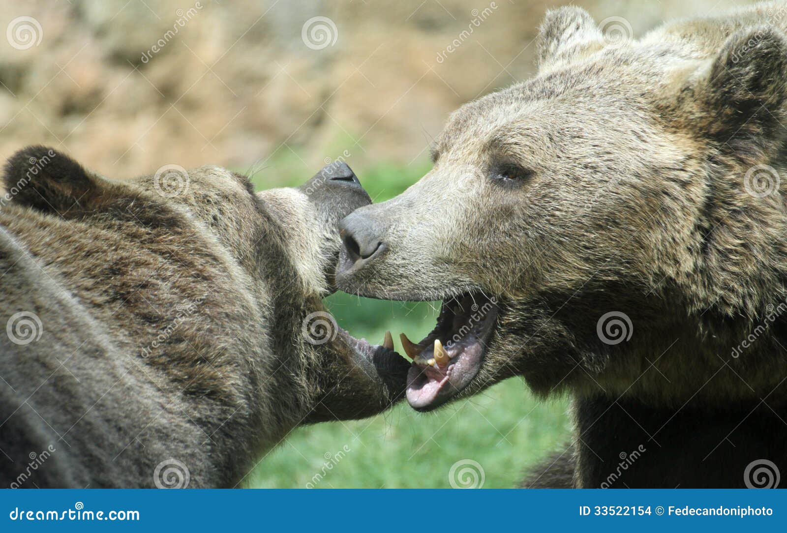 Ferocious Bears Struggle with Powerful Shots and Open Jaws Bites Stock ...