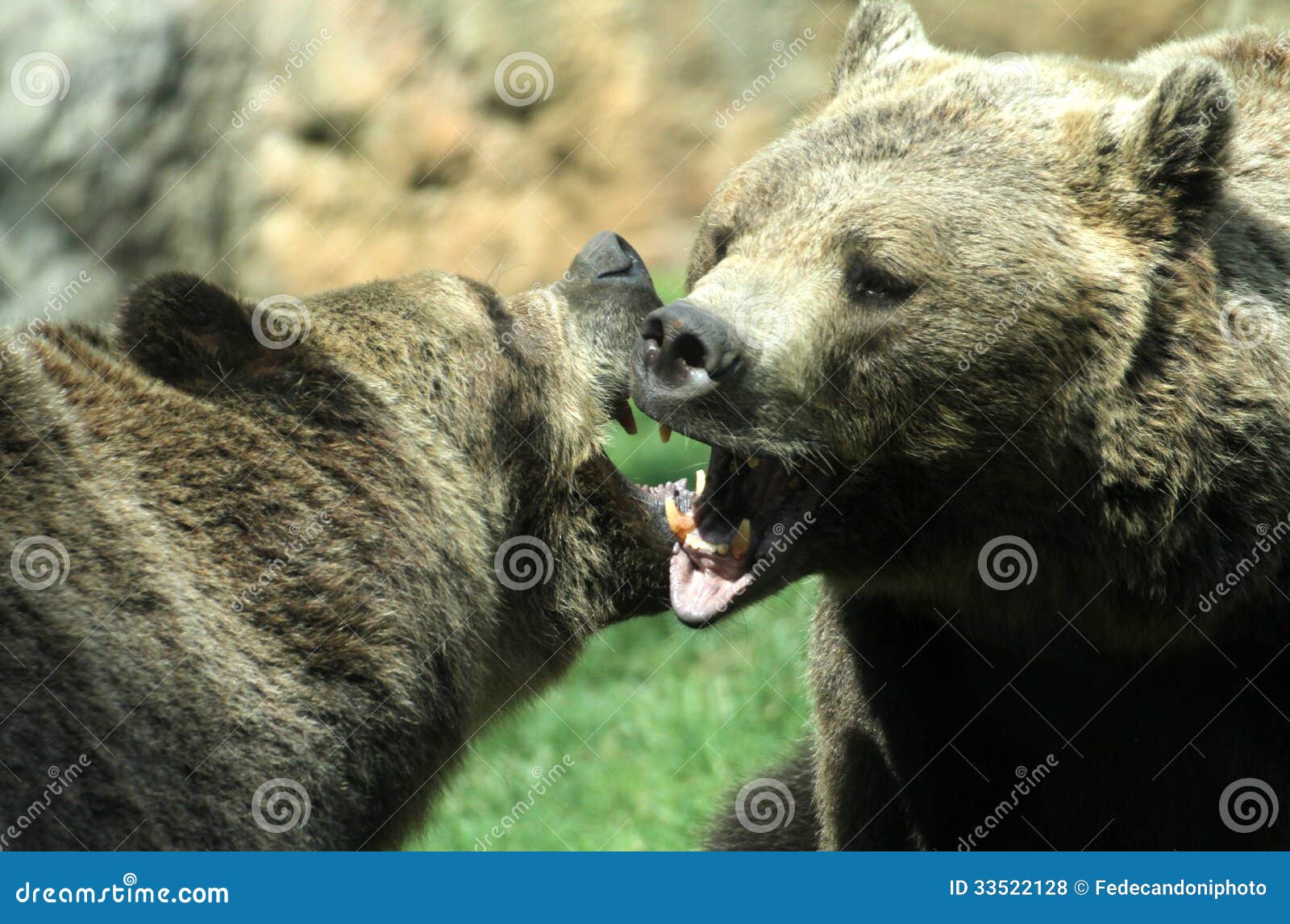 Ferocious Bears Struggle with Shots and Open Jaws Bites Contend Stock ...