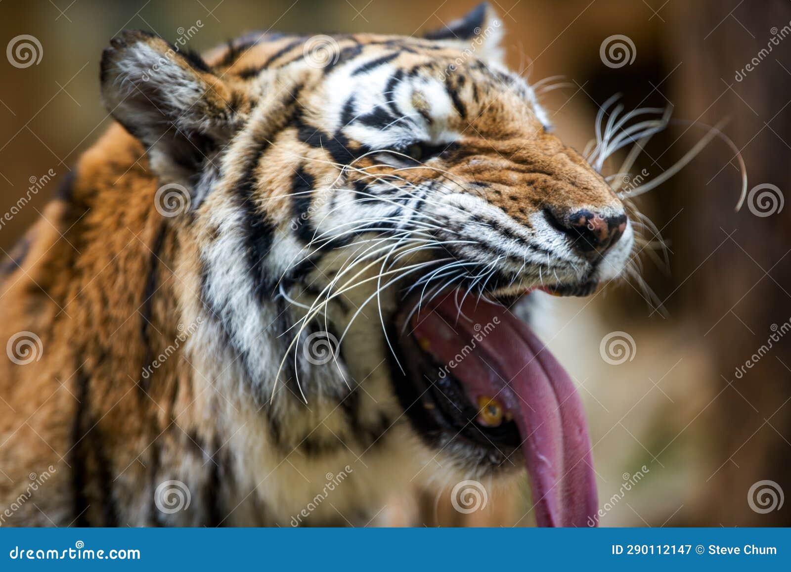 A Ferocious Beast Animal Tiger Close-up Stock Image - Image of ...