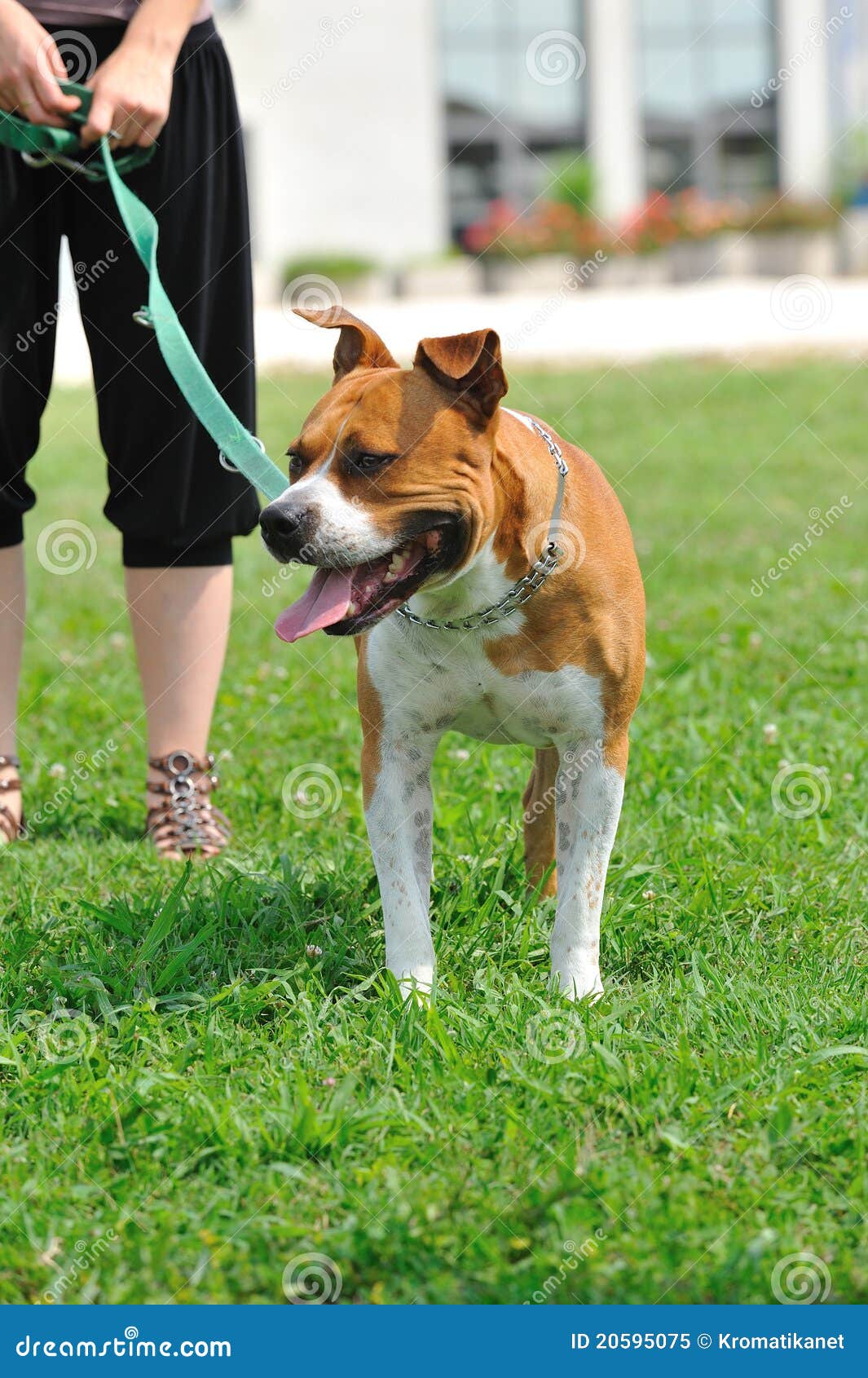Ferocious dog on a leash stock image. Image of mastiff - 20595075