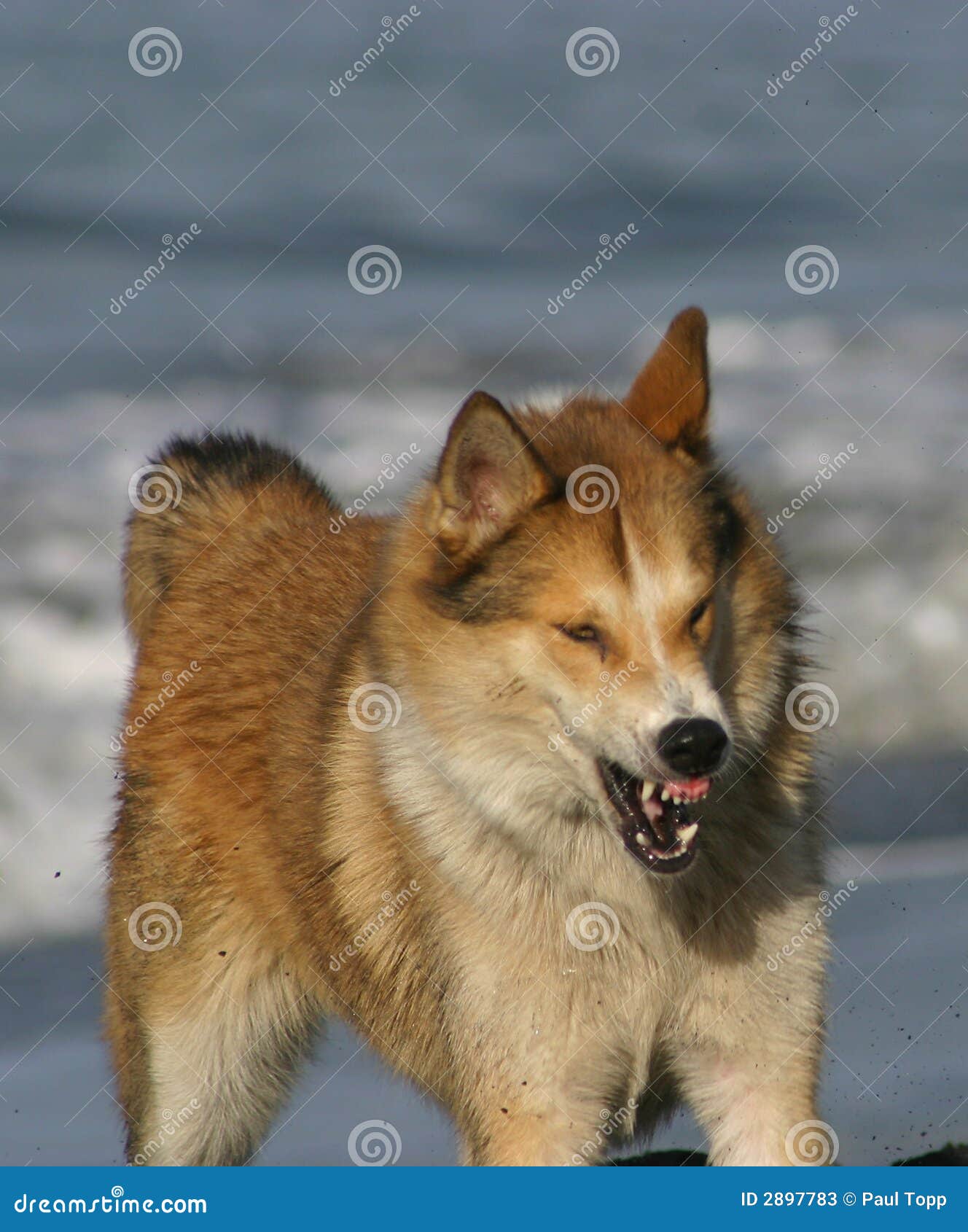 Ferocious Dog Photo stock image. Image of pets, panting - 2897783