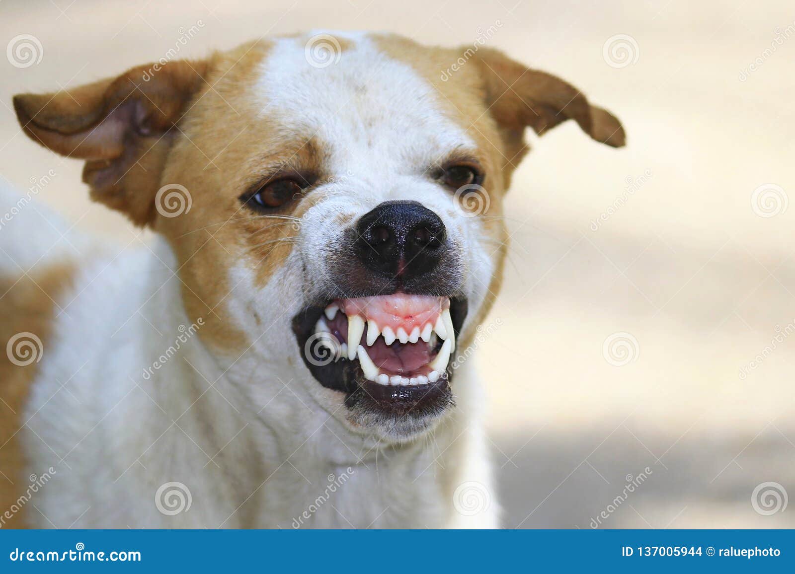 The Ferocious Dog Saw Terrifying Teeth And Chewing Stock Photo ...