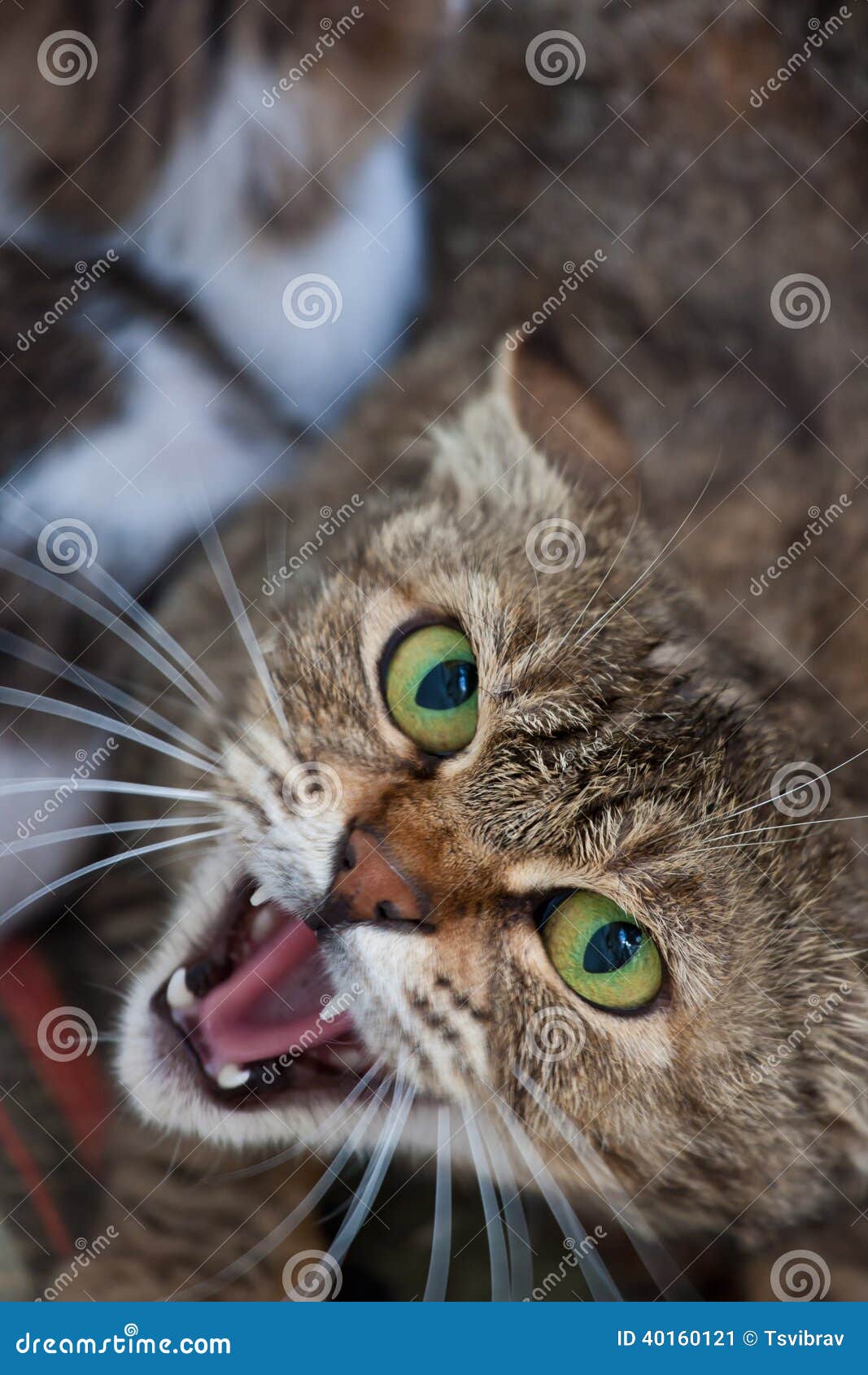 Ferocious Domestic Cat with Open Mouth Stock Image - Image of canines ...