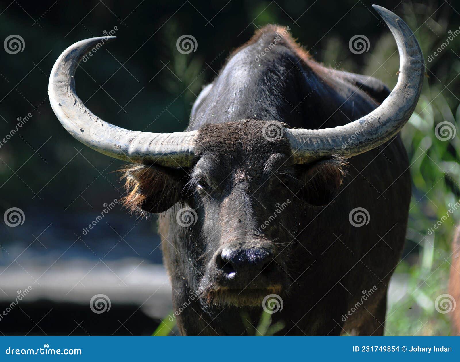 Buffaloes stock photo. Image of male, buffalo, ferocious - 231749854