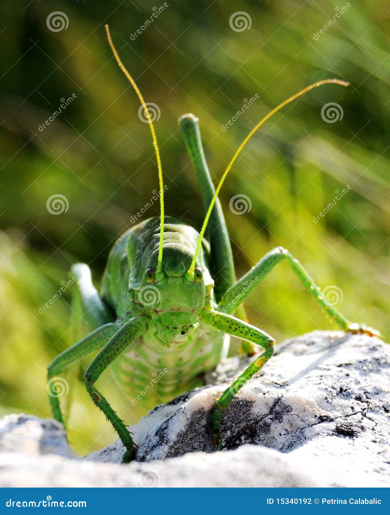 Green Insect On Creeping Daisy, Wedelia Trilobata Royalty-Free Stock ...