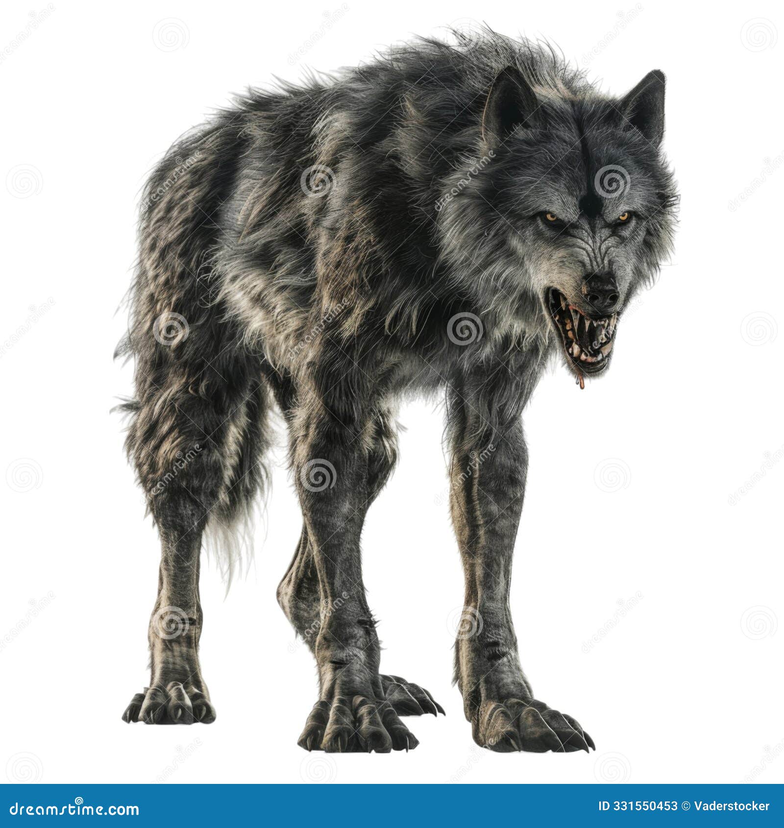 A Ferocious, Grey Wolf with Bared Teeth and a Drool of Blood Stock ...