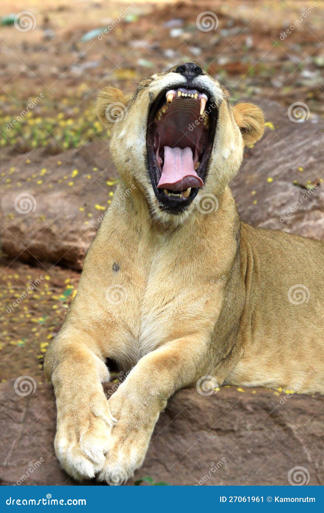 Ferocious lion yawning stock image. Image of sleepy, snarl - 27061961