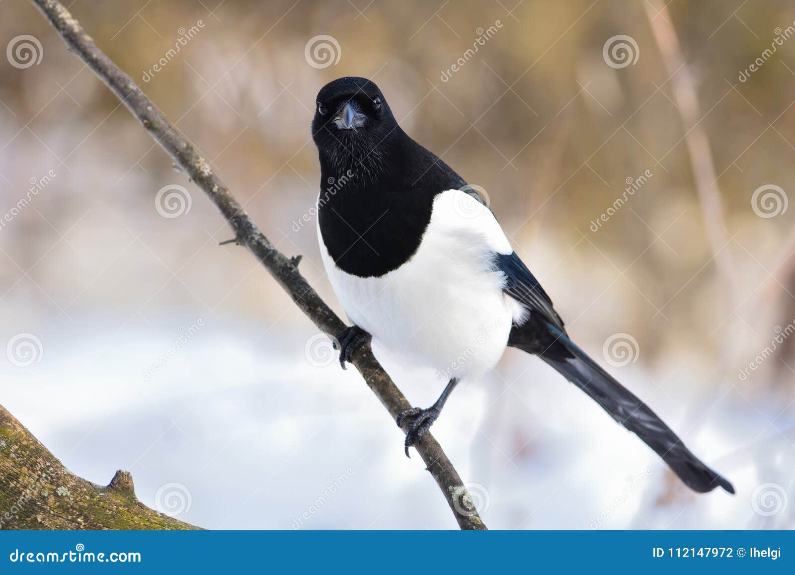 The Ferocious Look of a Eurasian Magpie Sitting on a Thin Branch. Stock ...