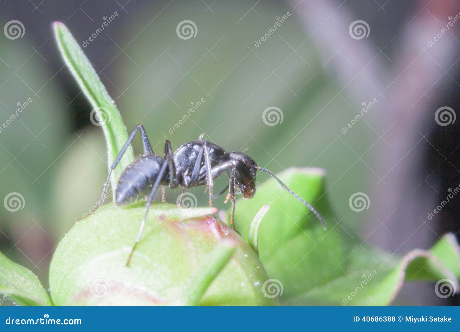 Ferocious looking ant stock photo. Image of flower, mean - 40686388