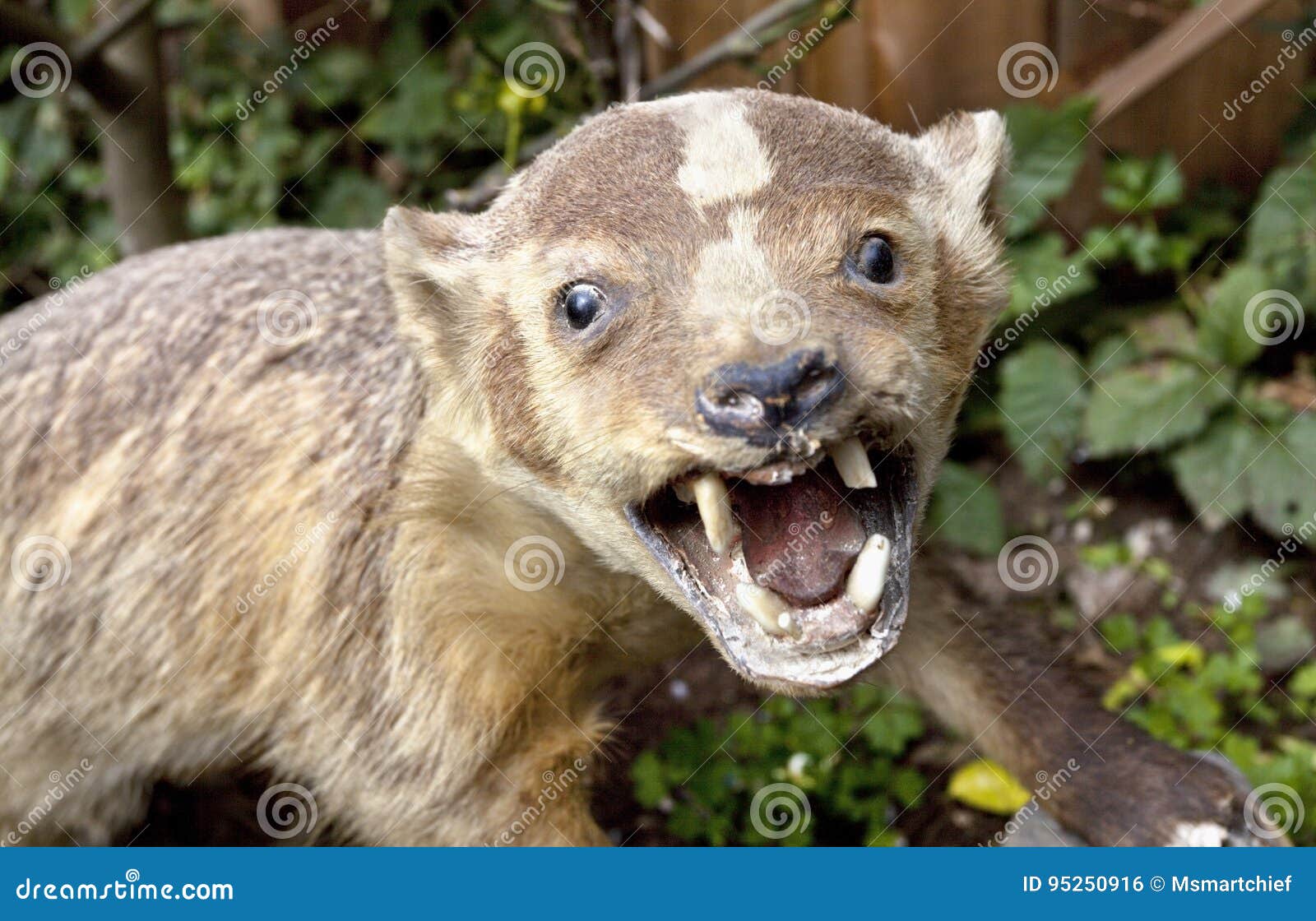 Nasty Stuffed Badger stock photo. Image of sharp, taxidermy - 95250916