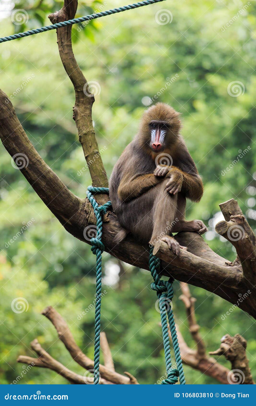 A ferocious mandrill stock photo. Image of black, mandrill - 106803810