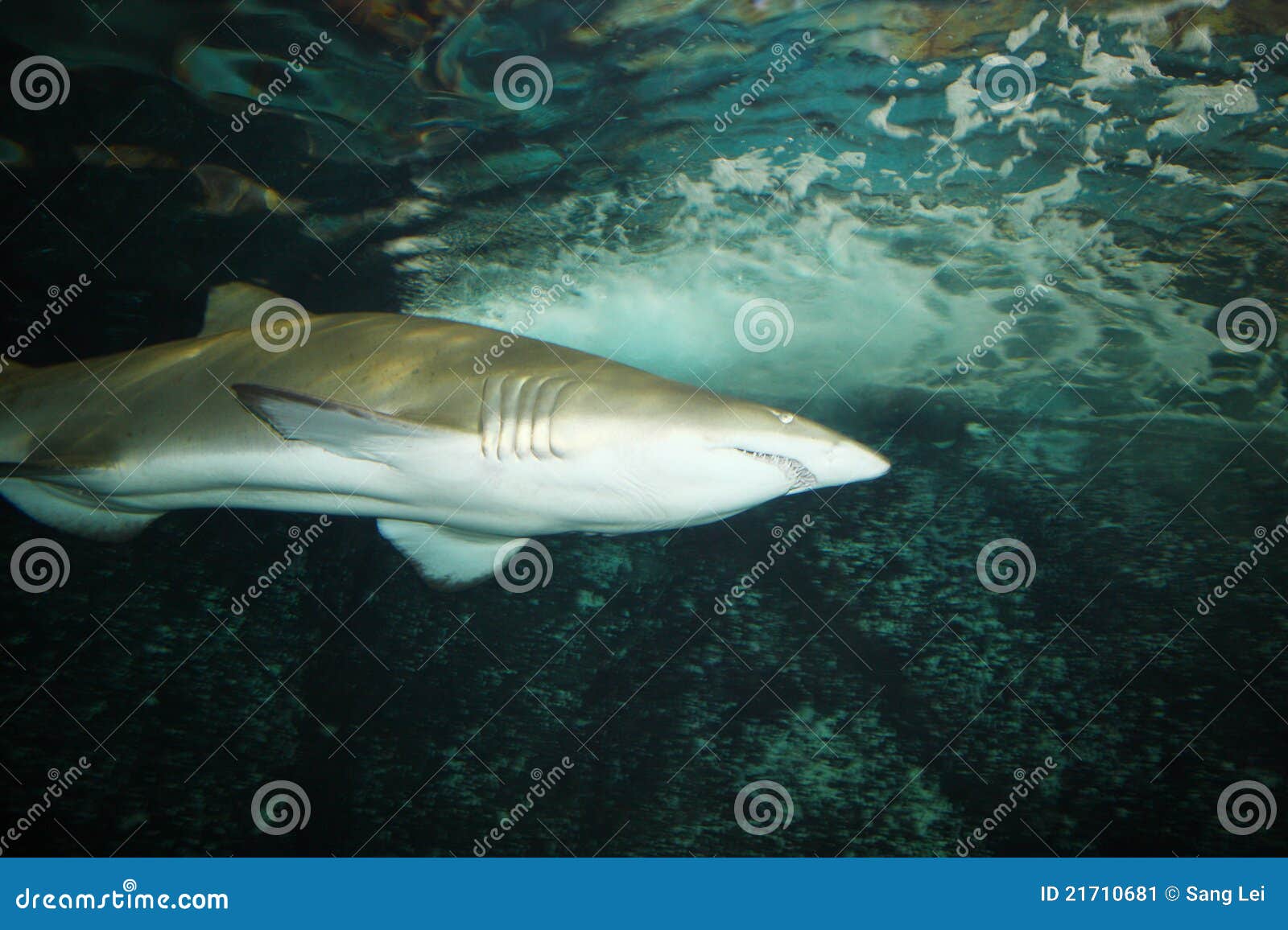 Ferocious shark stock image. Image of detail, animal - 21710681