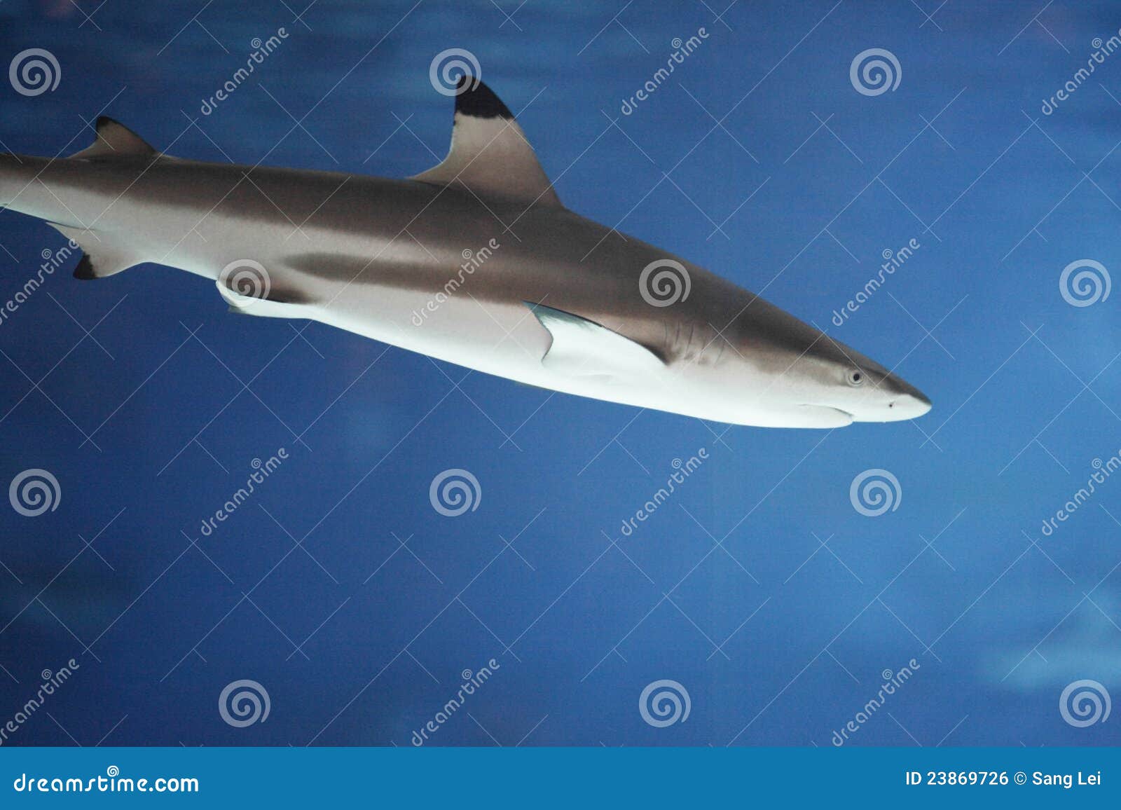 Ferocious sharks stock photo. Image of nature, closeup - 23869726