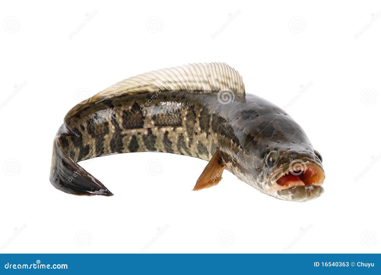 Ferocious snakehead stock image. Image of exotic, swimming - 16540363