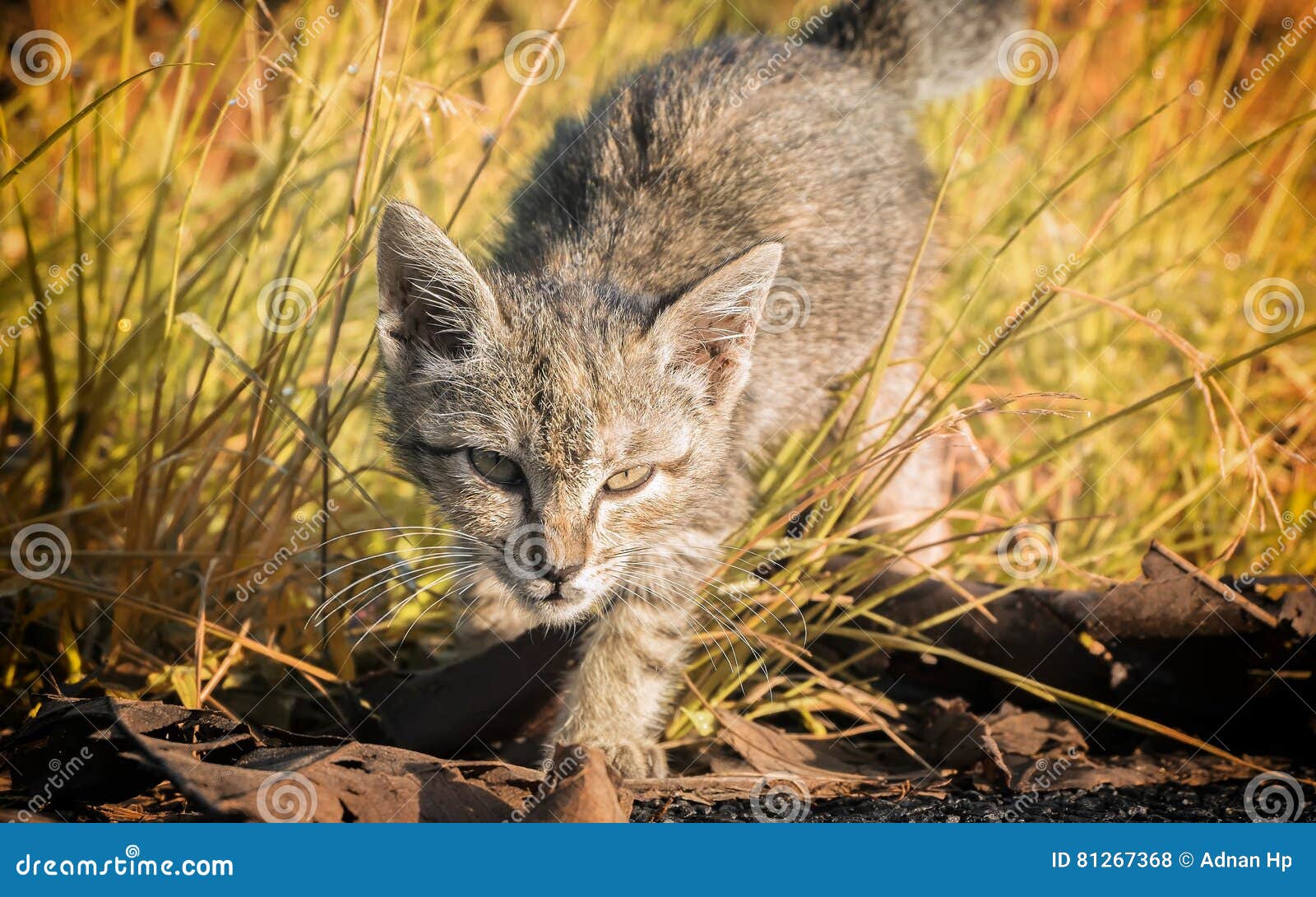 Ferocious Stray Cats Sneaking from the Bushes Stock Photo - Image of ...
