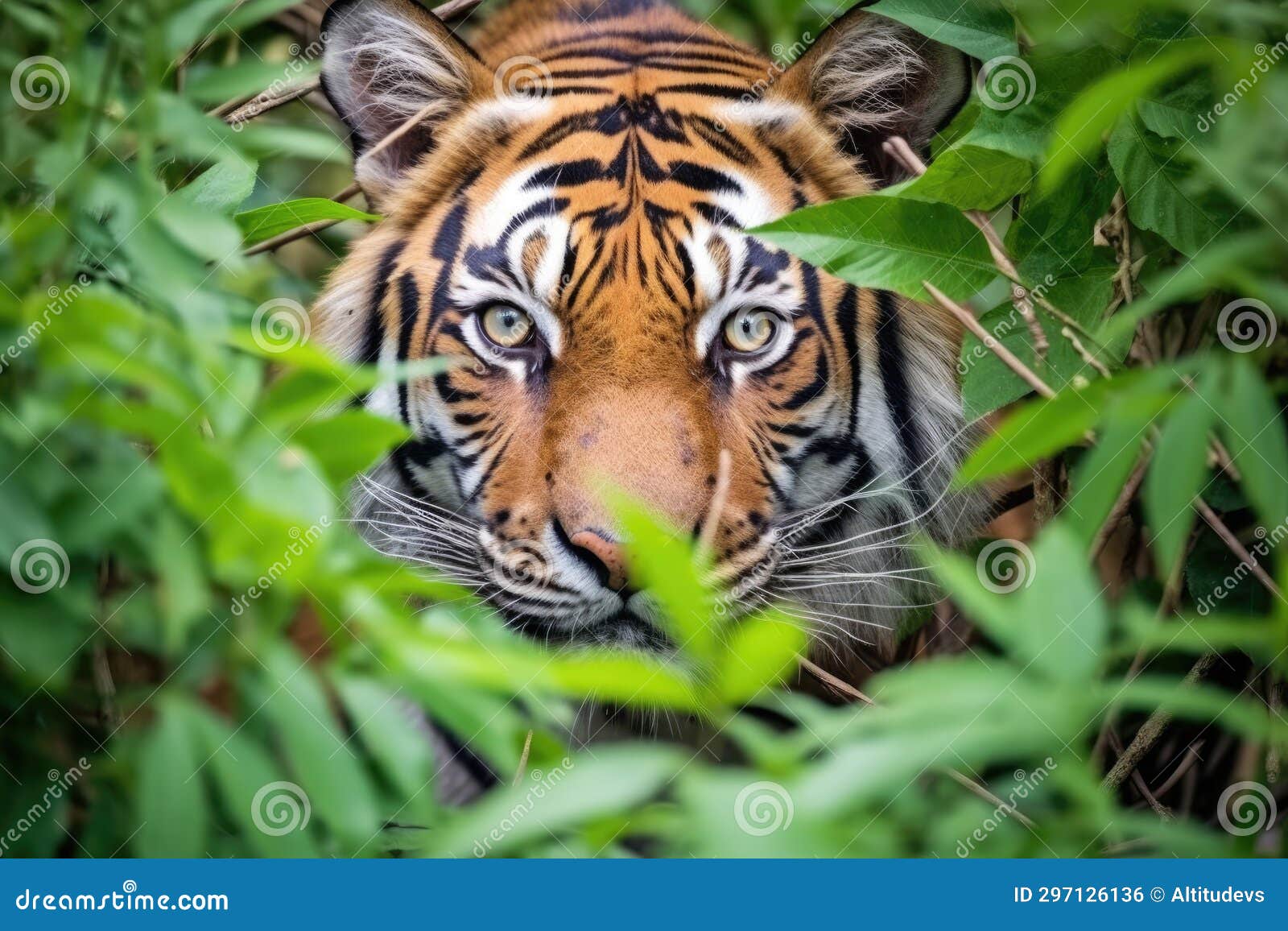 A Ferocious Tiger Lurking in Dense Foliage Stock Photo - Image of ...