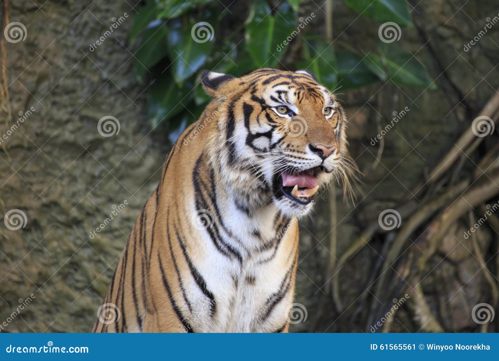 The ferocious tiger stock image. Image of savage, wildlife - 61565561