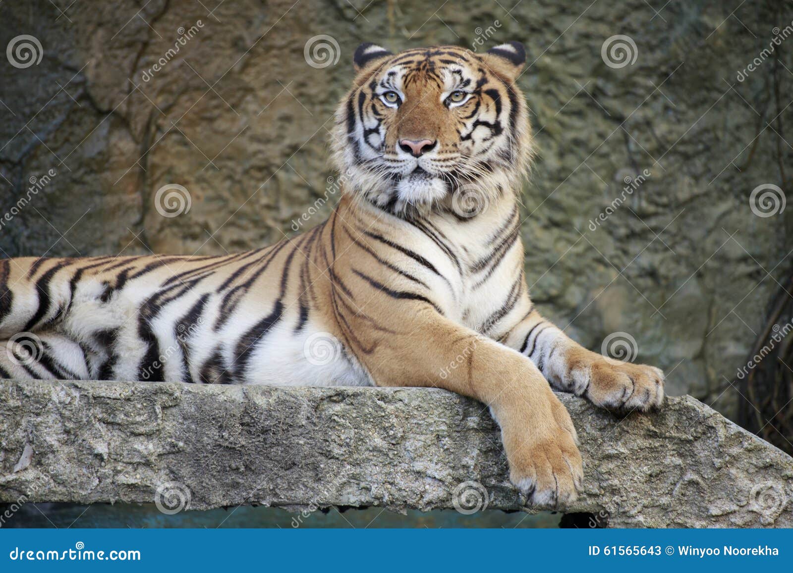 The Ferocious Tiger Fearful And Eating A Victim. Stock Photography ...