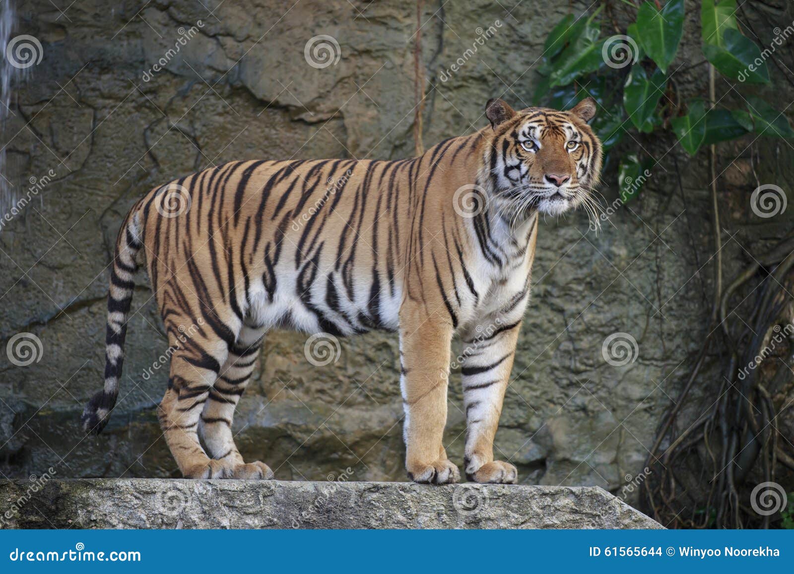 The ferocious tiger stock photo. Image of animal, snarl - 61565644