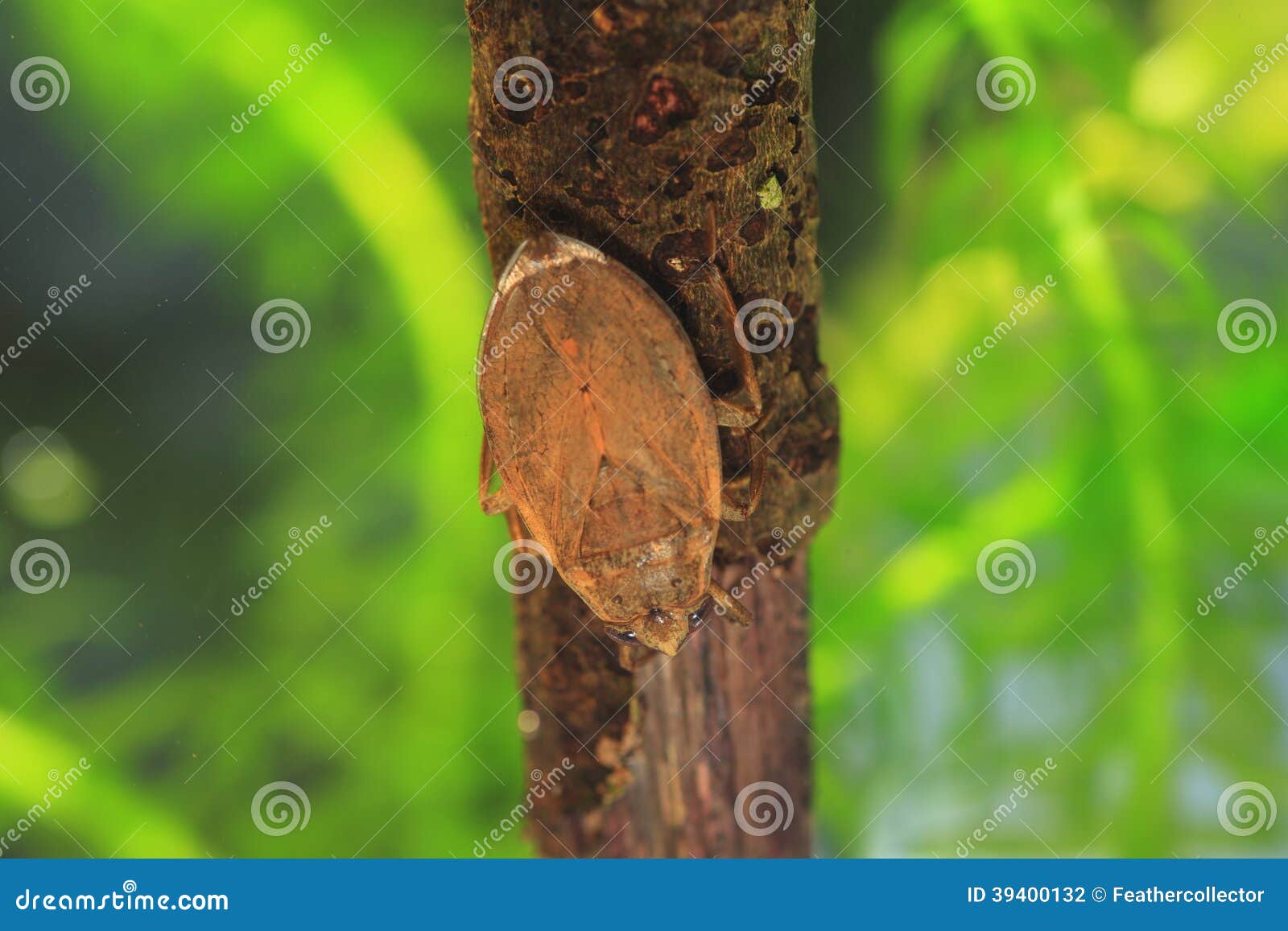 Ferocious water bug stock photo. Image of insect, water - 39400132