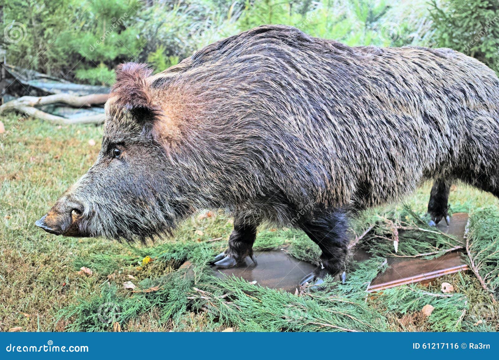 Ferocious wild boar stock photo. Image of standing, ferocious - 61217116