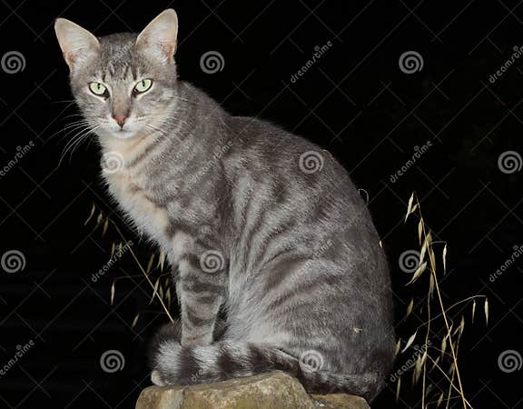 Ferral Cat stock photo. Image of hunter, ferral, staring - 23484132