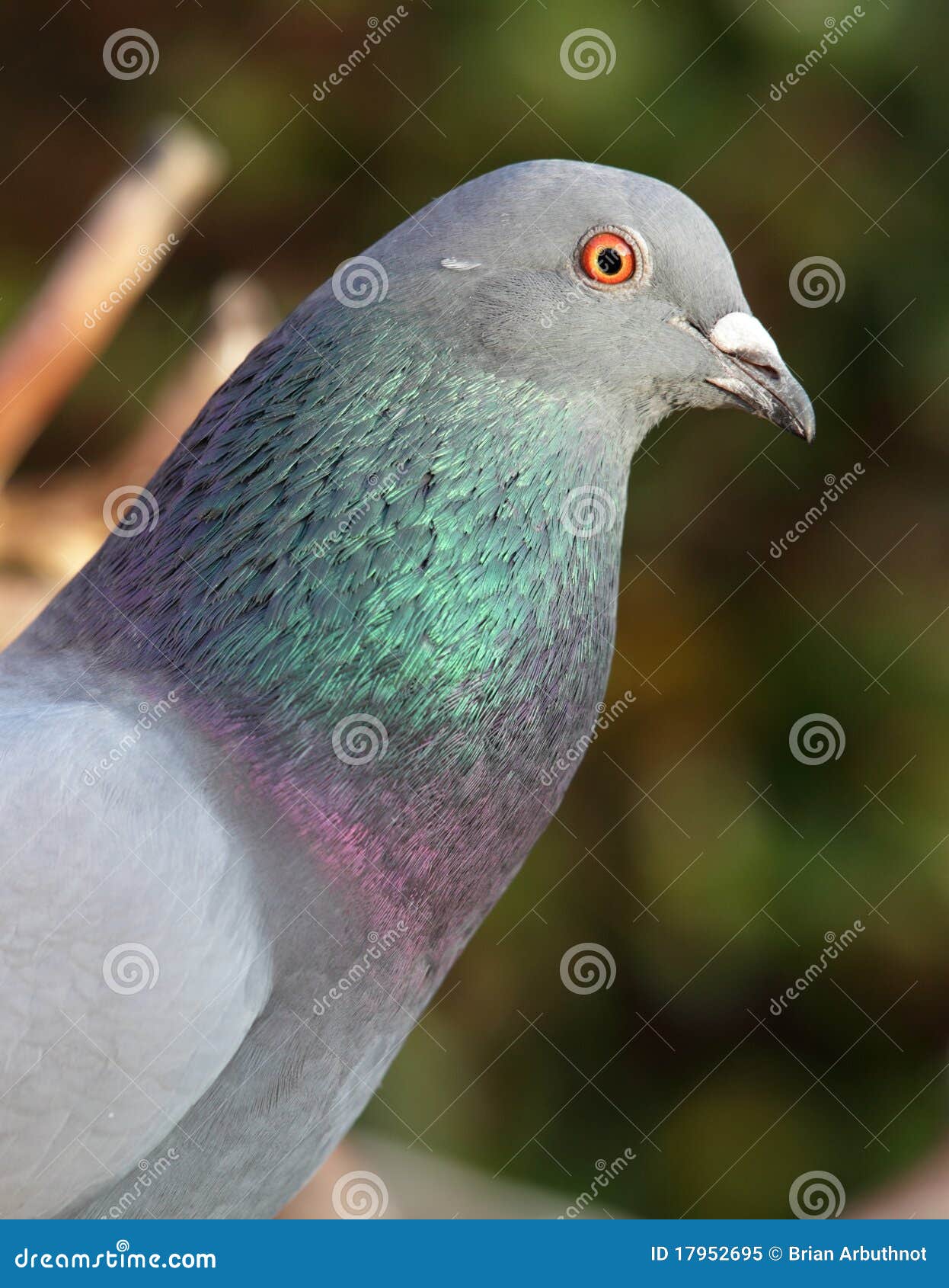 Ferral pidgeon. stock image. Image of wild, pidgeons - 17952695