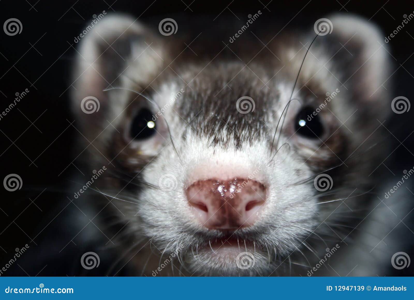 Ferret stock image. Image of ears, female, furry, studio - 12947139