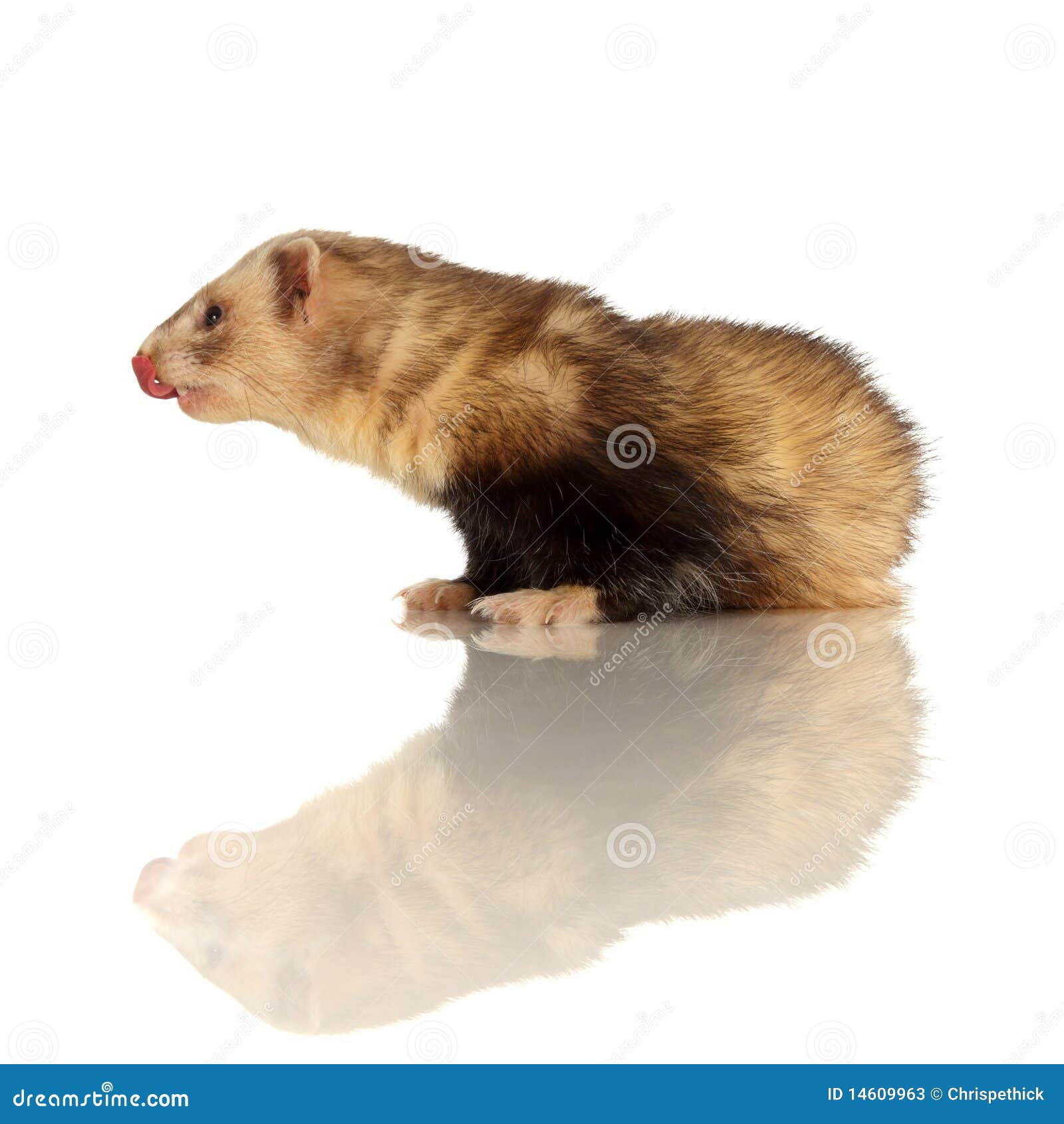 Ferret stock image. Image of animal, mink, smelly, ferrets - 14609963