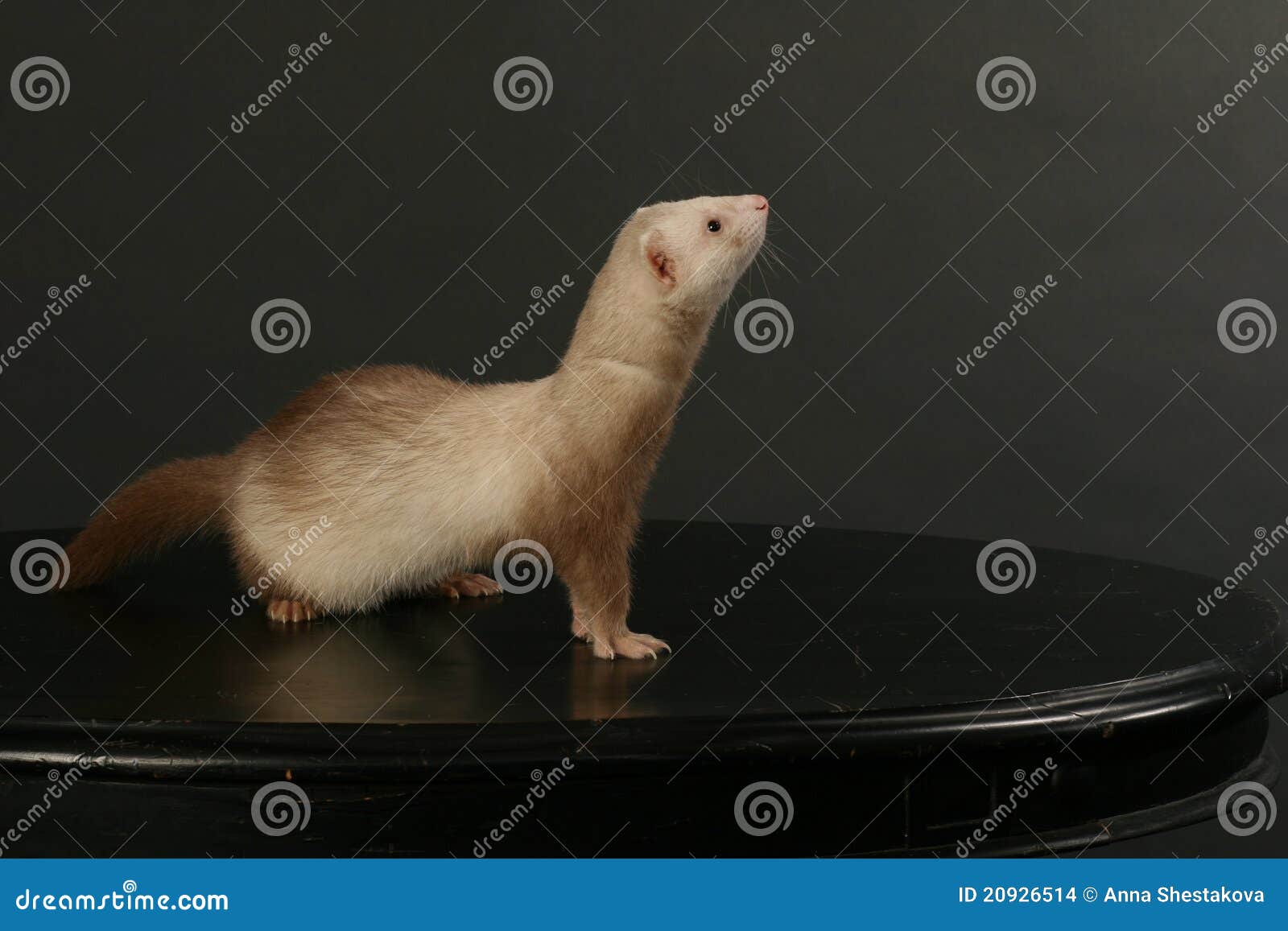 Ferret stock photo. Image of wool, paws, studio, polecat - 20926514