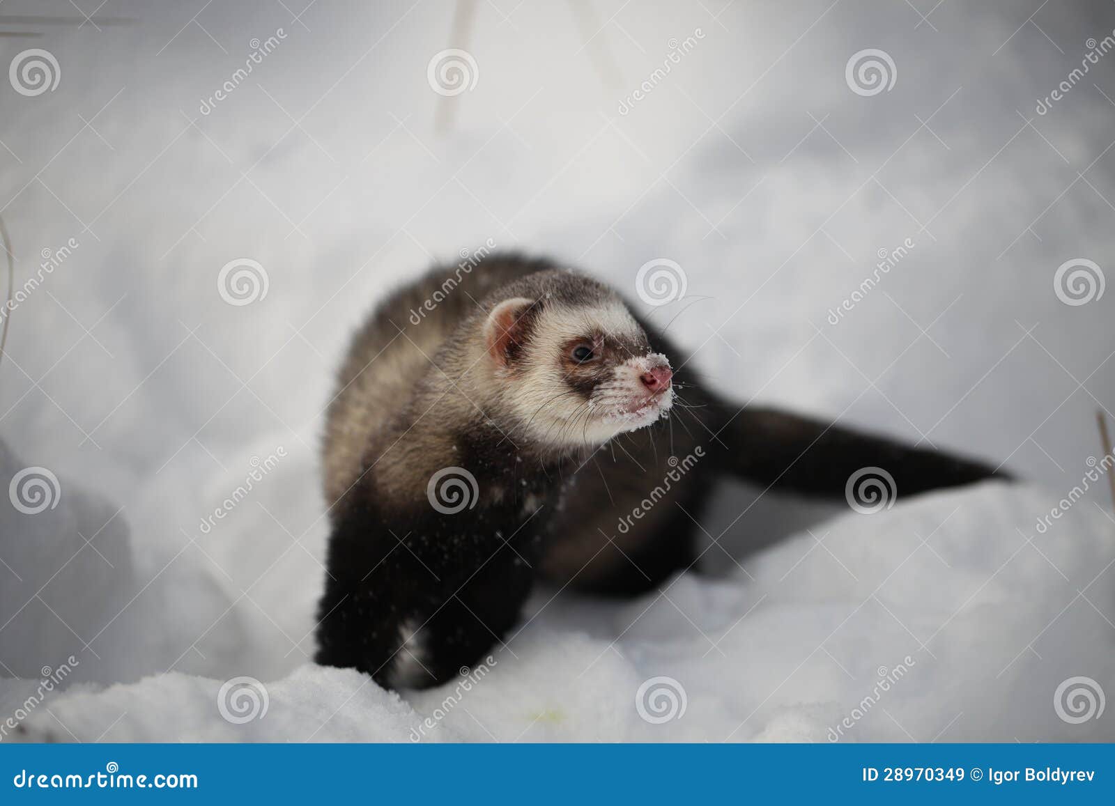 Ferret stock image. Image of polecat, curious, muzzle - 28970349