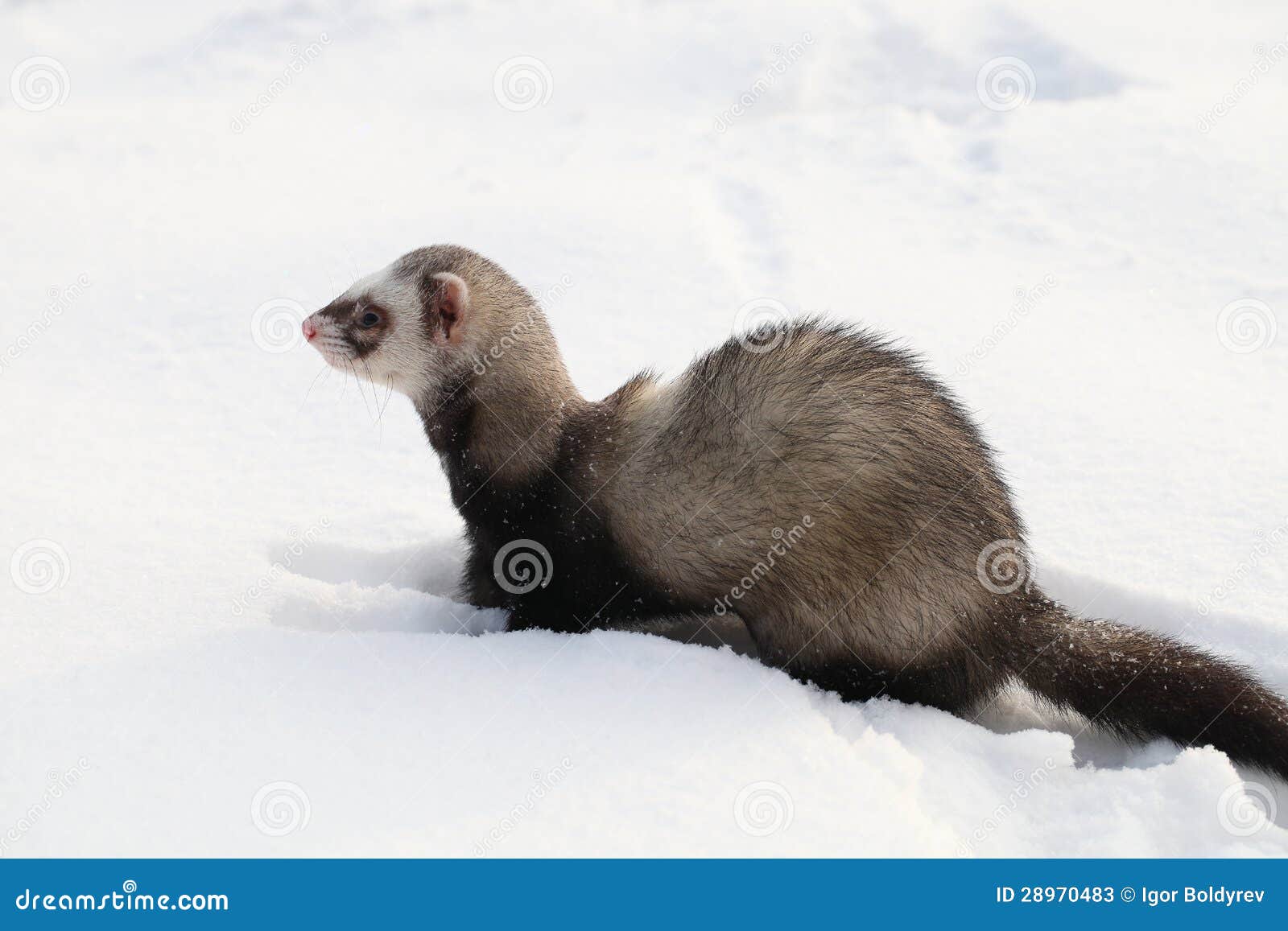Ferret stock image. Image of animal, muzzle, mustelida - 28970483
