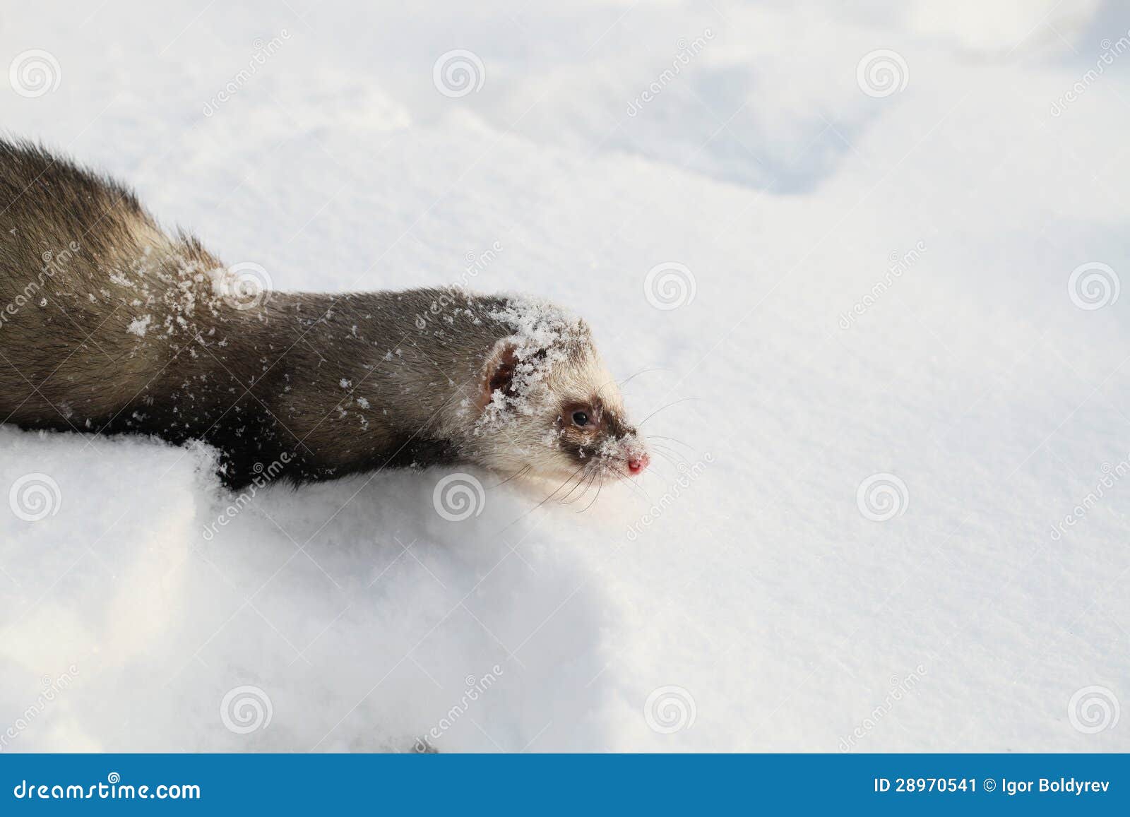 Ferret stock image. Image of pose, muzzle, ferret, canines - 28970541