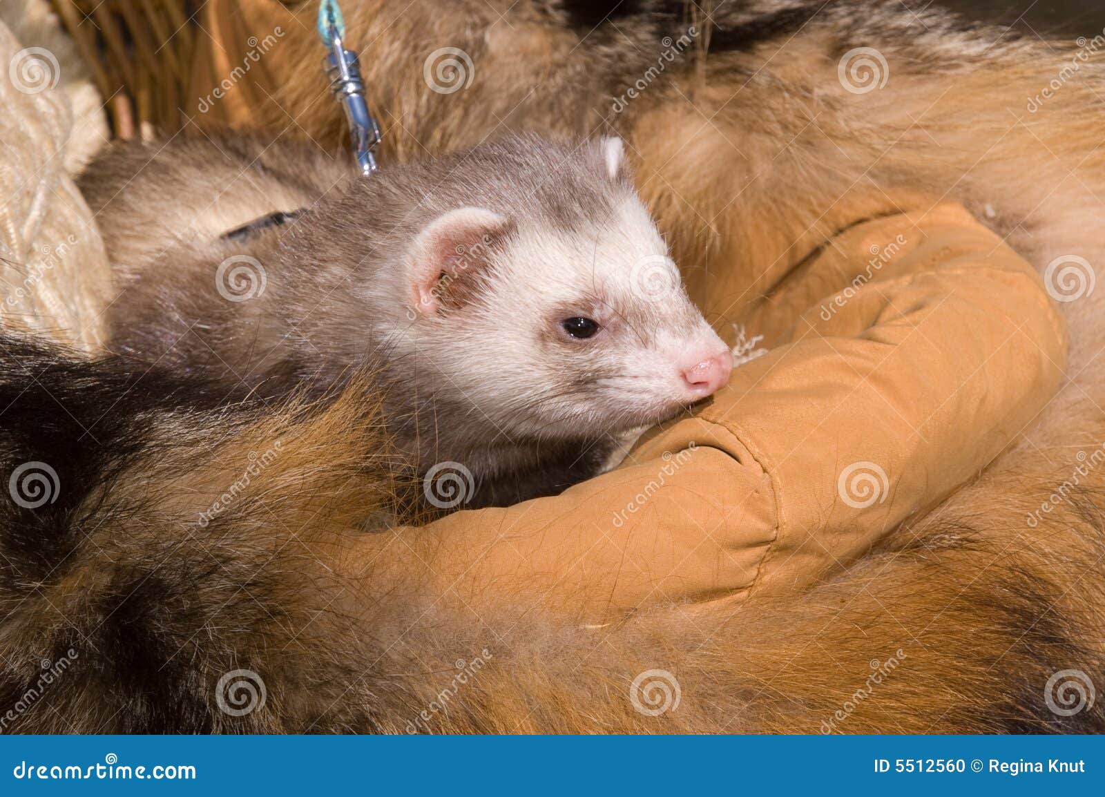 Ferret stock photo. Image of rodent, friend, hide, basket - 5512560