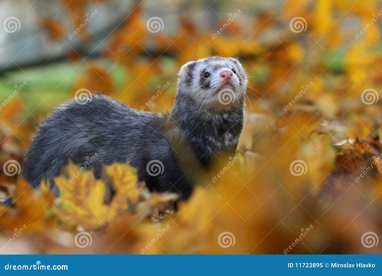 Ferret in autumn stock image. Image of fall, mammal, snout - 11723895
