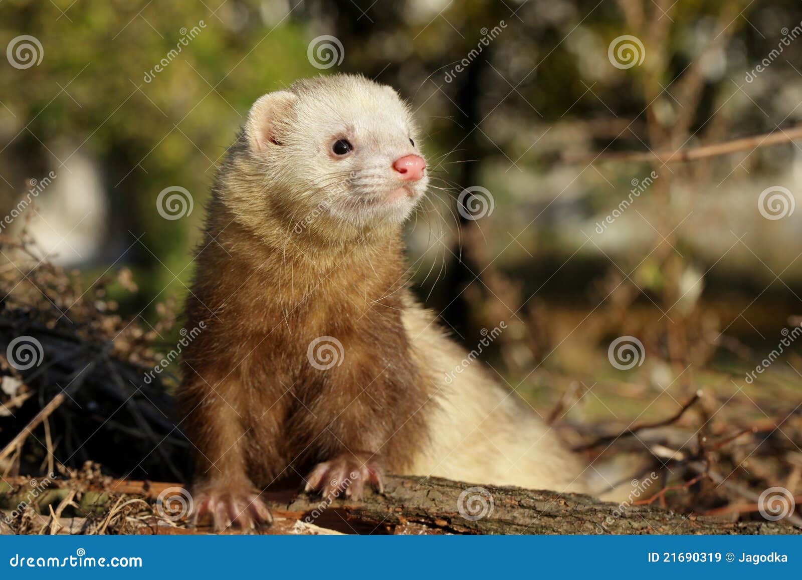 Ferret in autumn forest stock image. Image of animals - 21690319