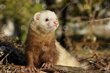 Ferret in autumn forest stock image. Image of animals - 21690319
