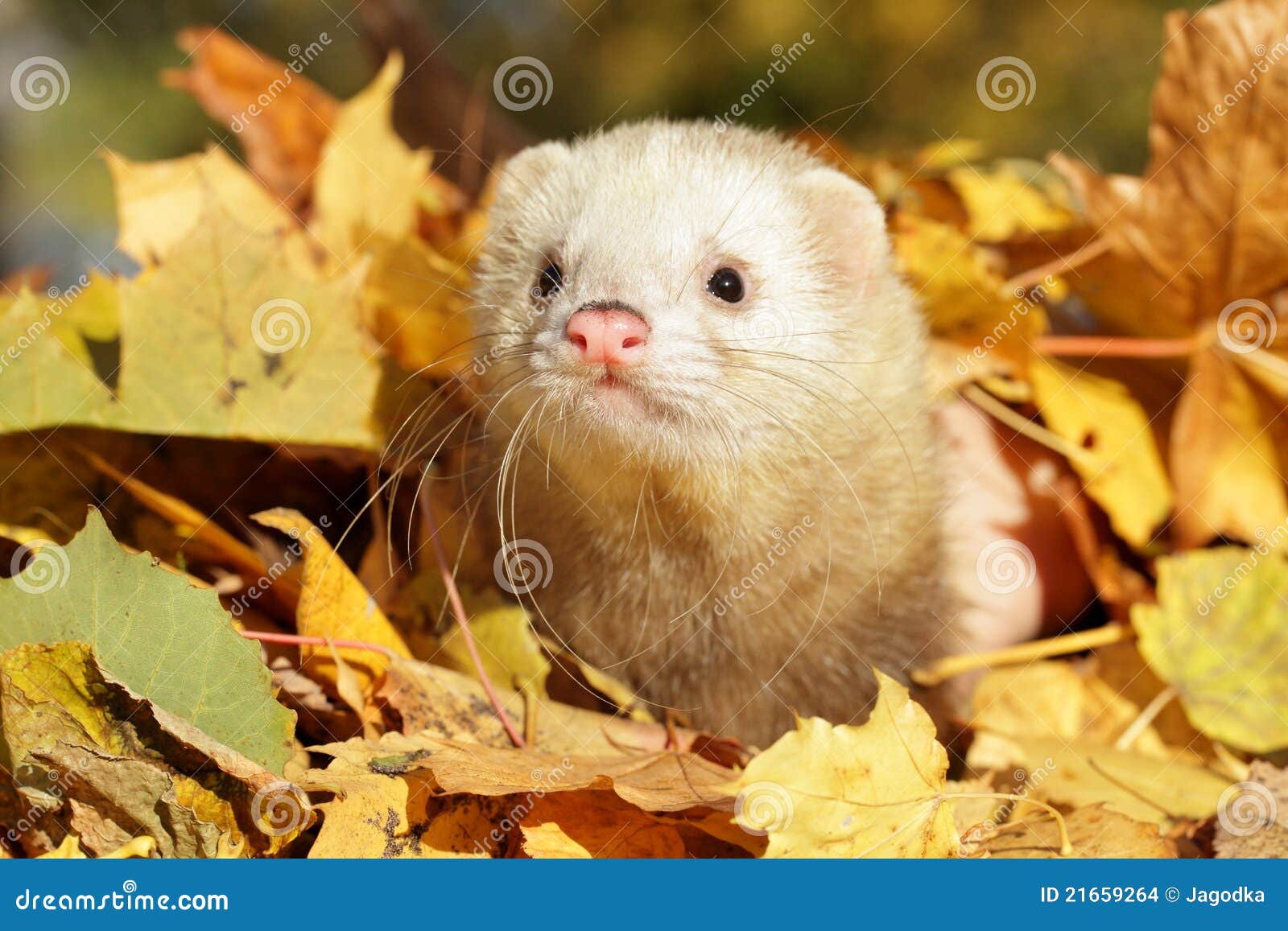 Ferret in autumn leaves stock photo. Image of bright - 21659264