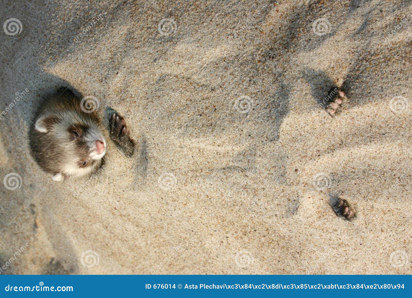 Ferret in a beach stock photo. Image of brown, sleep, ferret - 676014