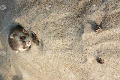 Ferret in a beach stock photo. Image of brown, sleep, ferret - 676014