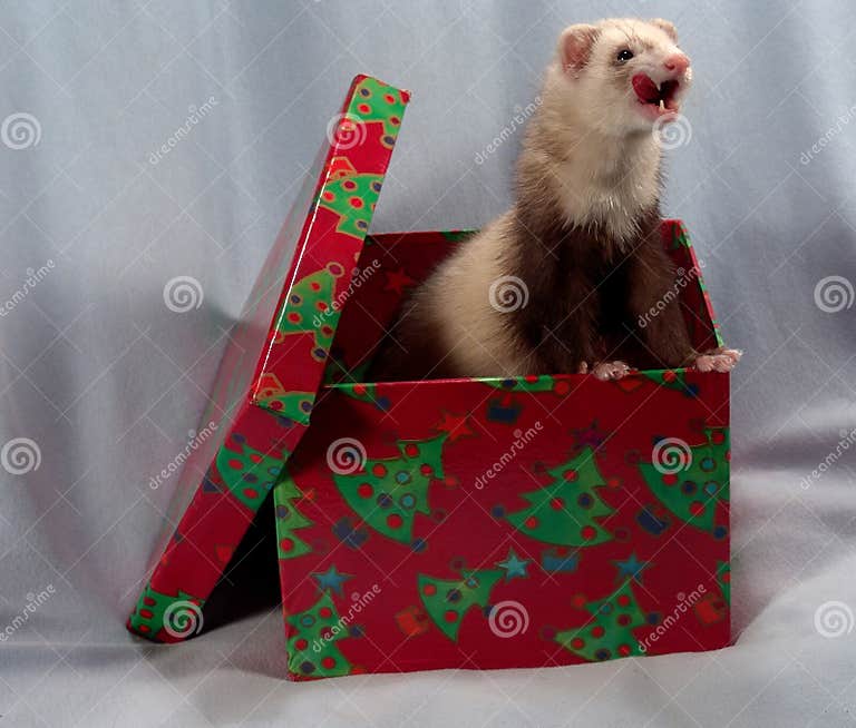 Ferret in a box stock image. Image of trees, furry, pets - 244269