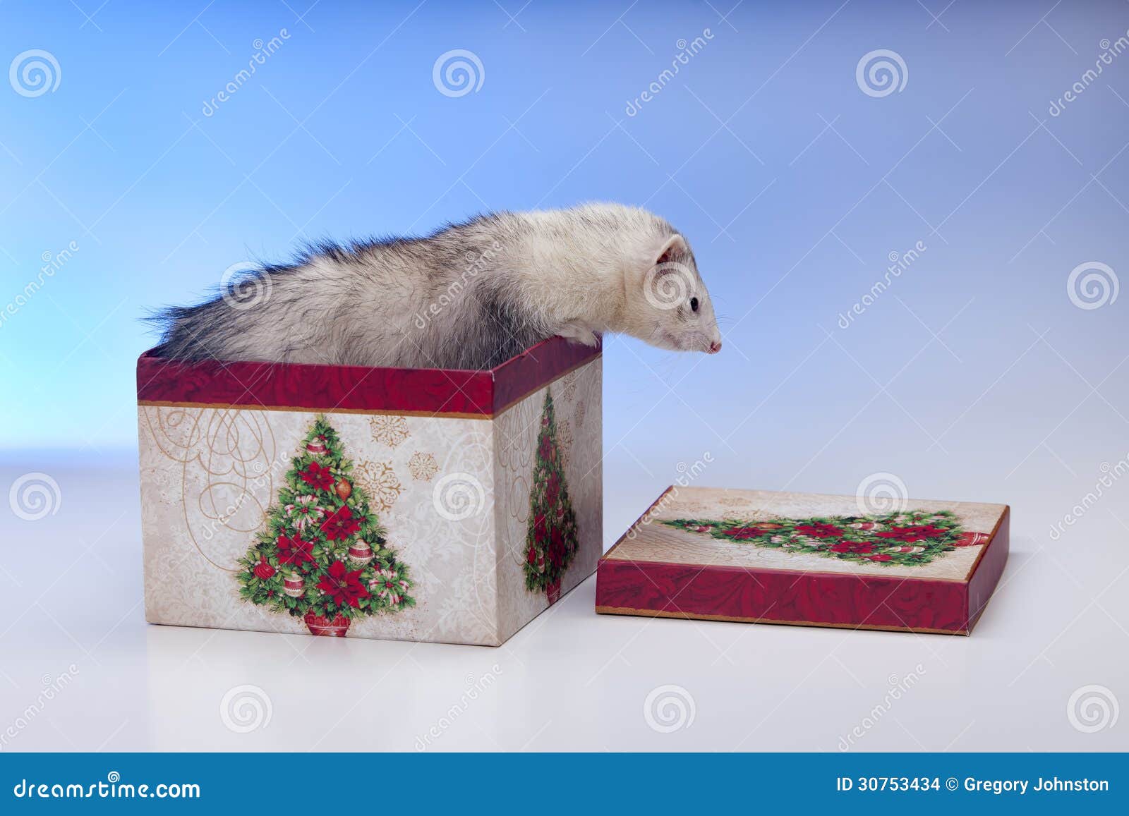 Ferret in box. stock photo. Image of ferret, natural - 30753434