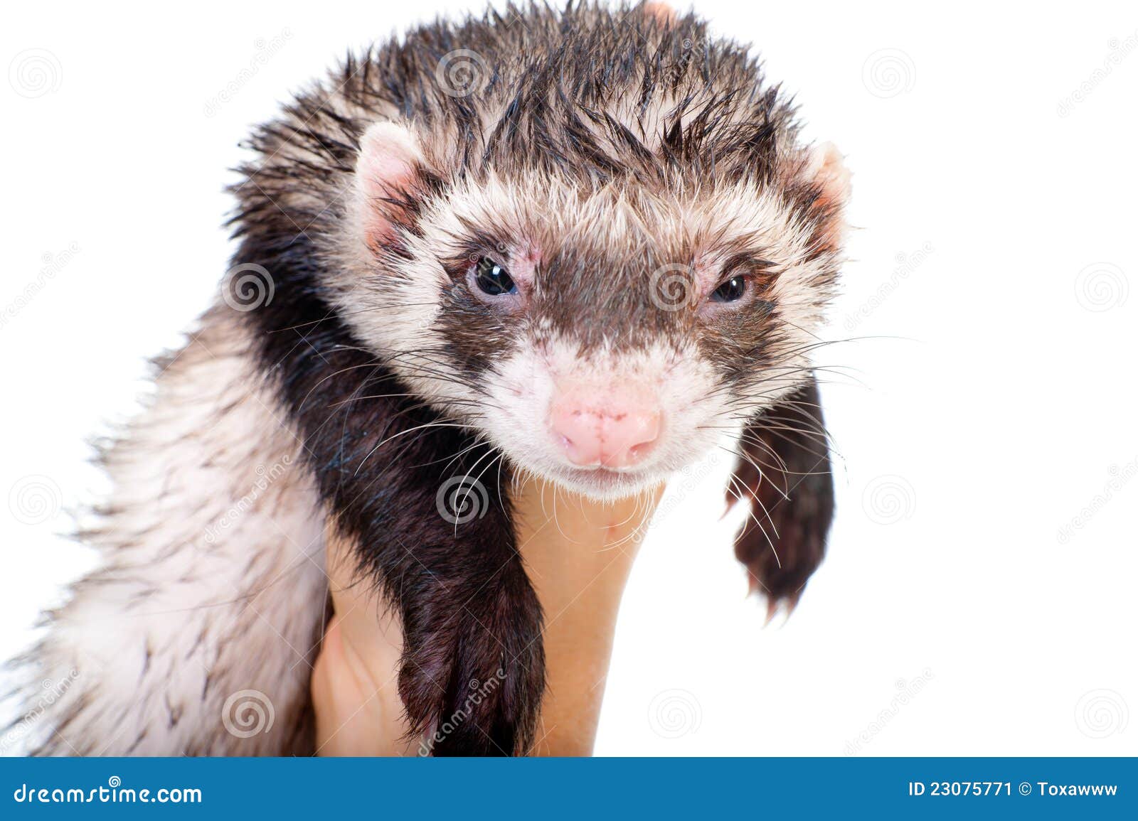 Ferret close-up portrait stock image. Image of grey, domestic - 23075771