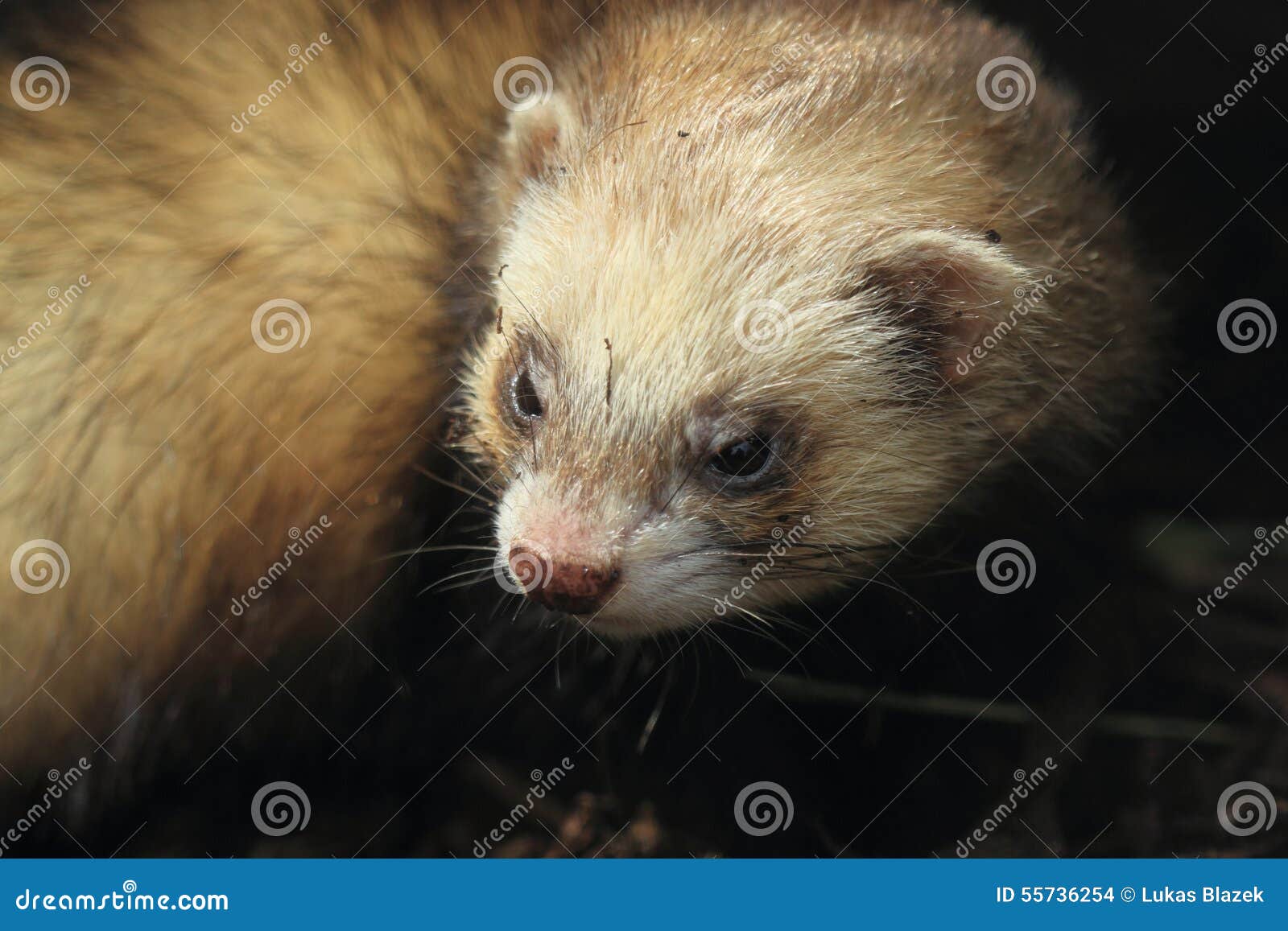 Ferret stock photo. Image of polecat, rodent, animal - 55736254
