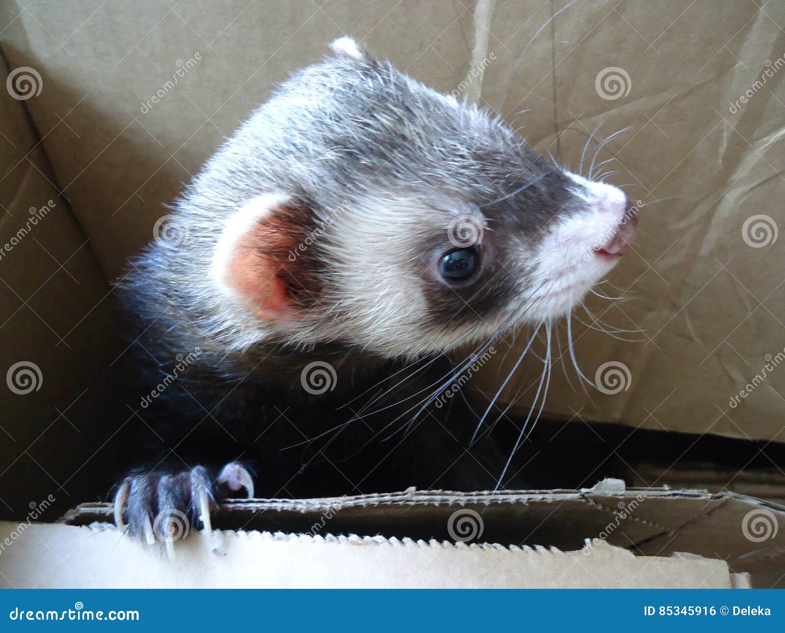 Ferret. stock photo. Image of domestic, mink, look, mustelidae - 85345916