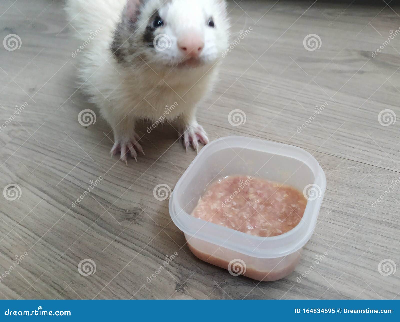 Ferret eating chicken stock image. Image of eating, chicken - 164834595