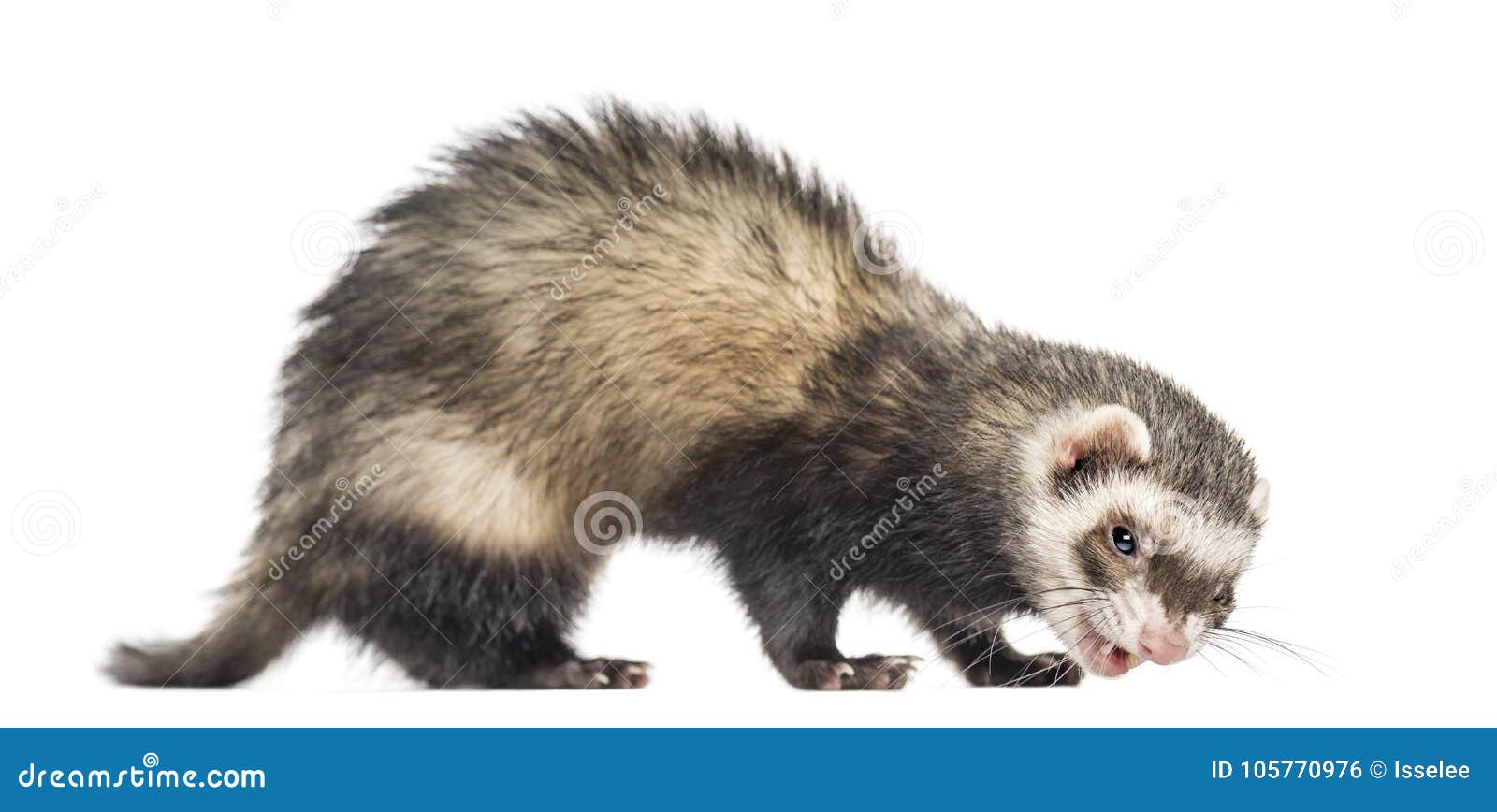 Ferret eating, isolated stock photo. Image of white - 105770976
